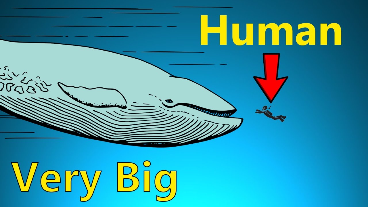 How Massive Can Sea Creatures Really Get?