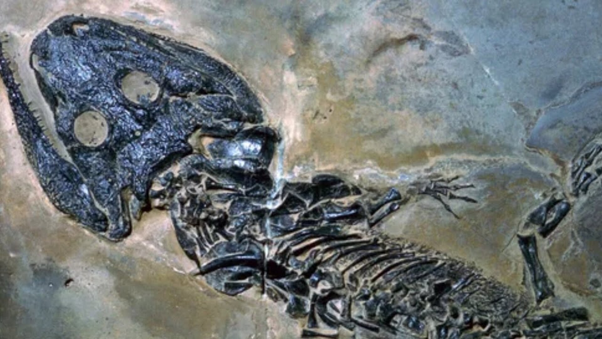 The Tragic Truth About The Permian Mass Extinction