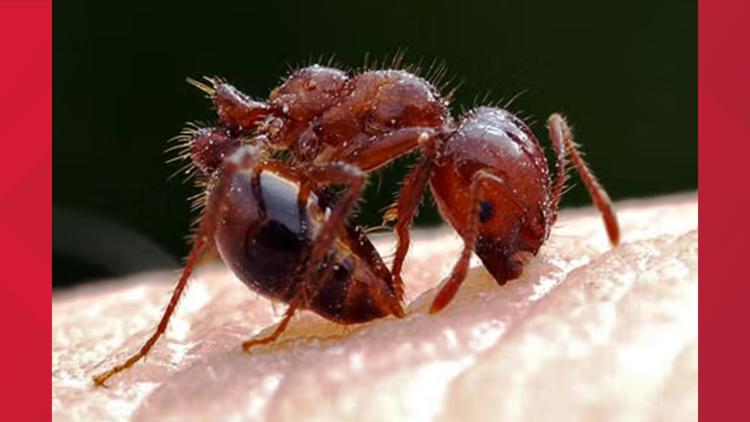 Imported fire ants invade new Virginia localities | Stings pose health ...
