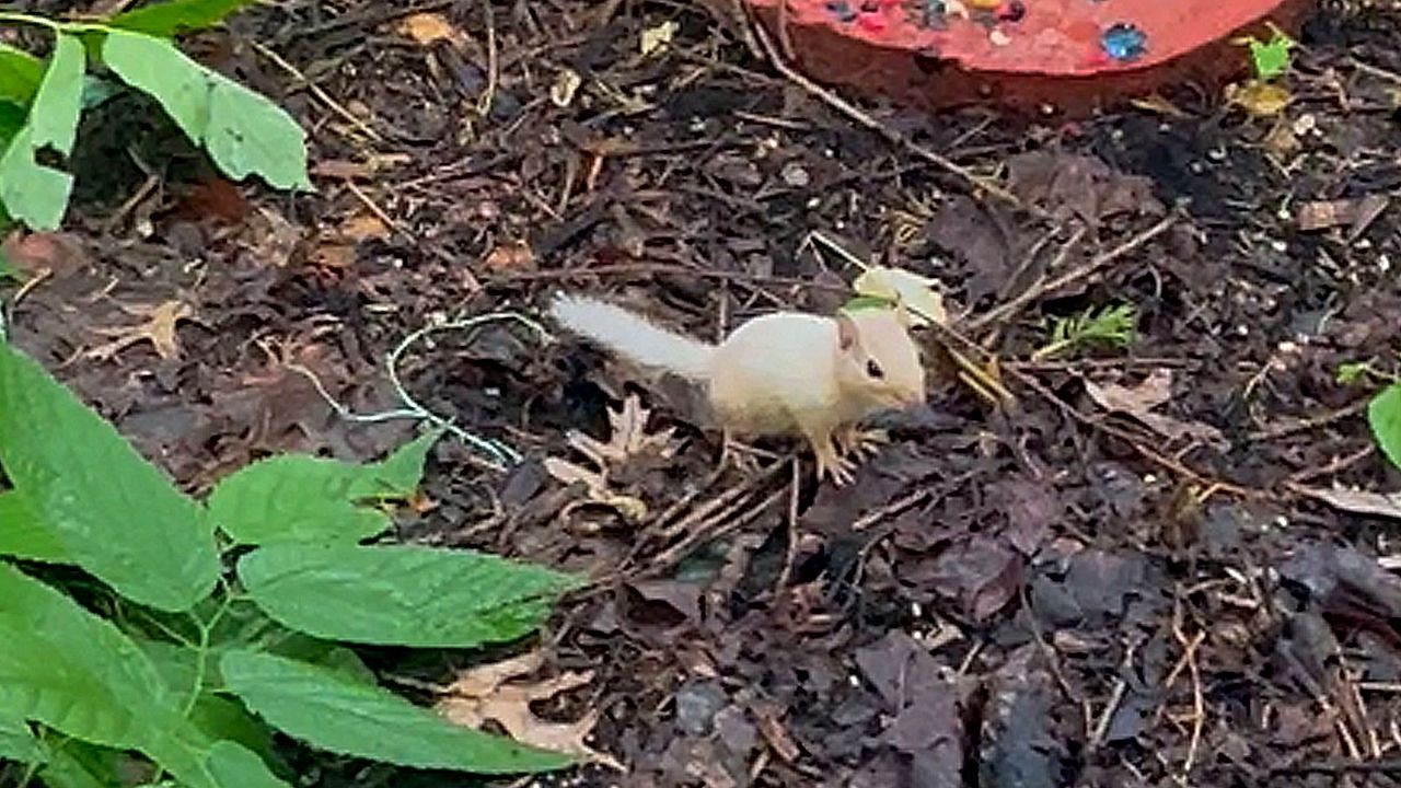 Rare albino chipmunk spotted in Indiana yard