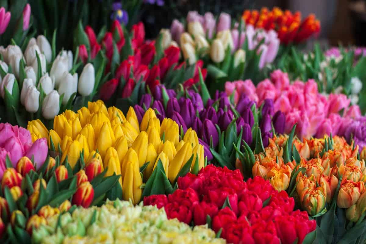 The Spiritual Meaning And Significance Of Tulips