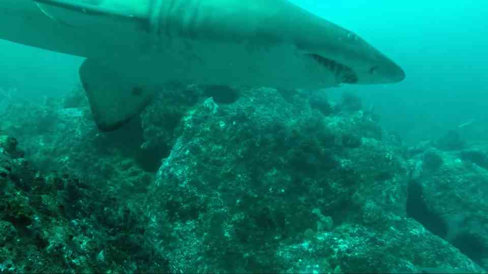 Freediving with SHARKS, Camping CATCH & COOK Part;1