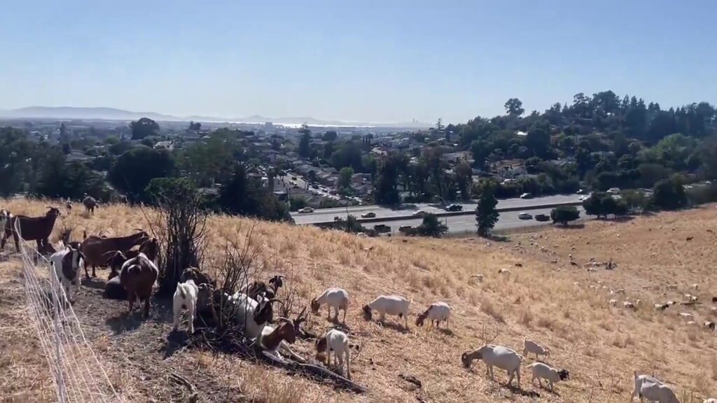 How ‘fire goats’ are helping California battle wildfire risk