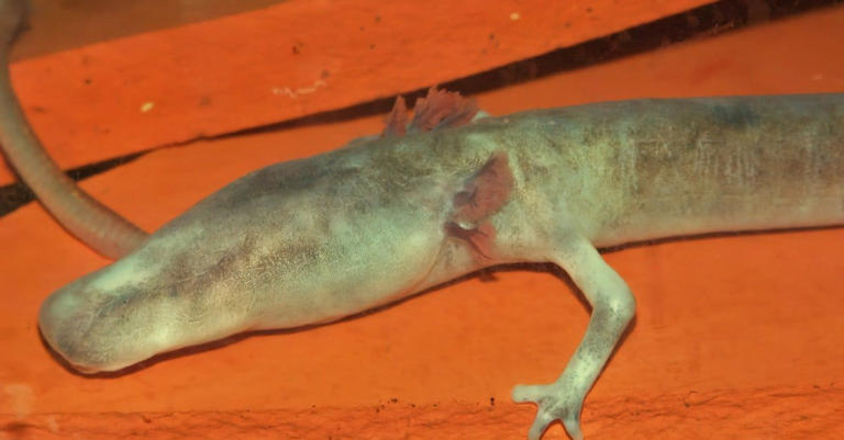 7 animals adapted to living in total darkness