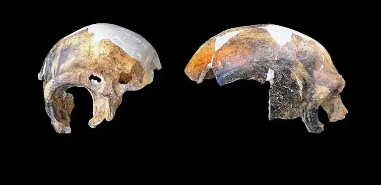 What Makes This 300,000-Year-Old Skull So Special? It Doesn’t Belong to ...