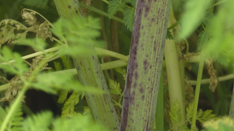 How you can spot poison hemlock sprouting across the Ozarks