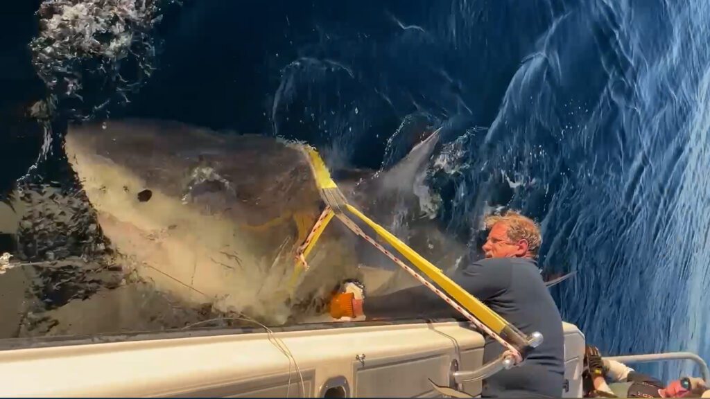 Biggest ever great white shark is heading toward US tourist hotspot