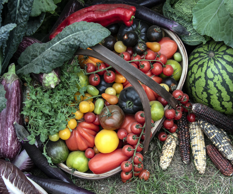 Tomato feed isn’t just for tomatoes – these plants will also benefit ...