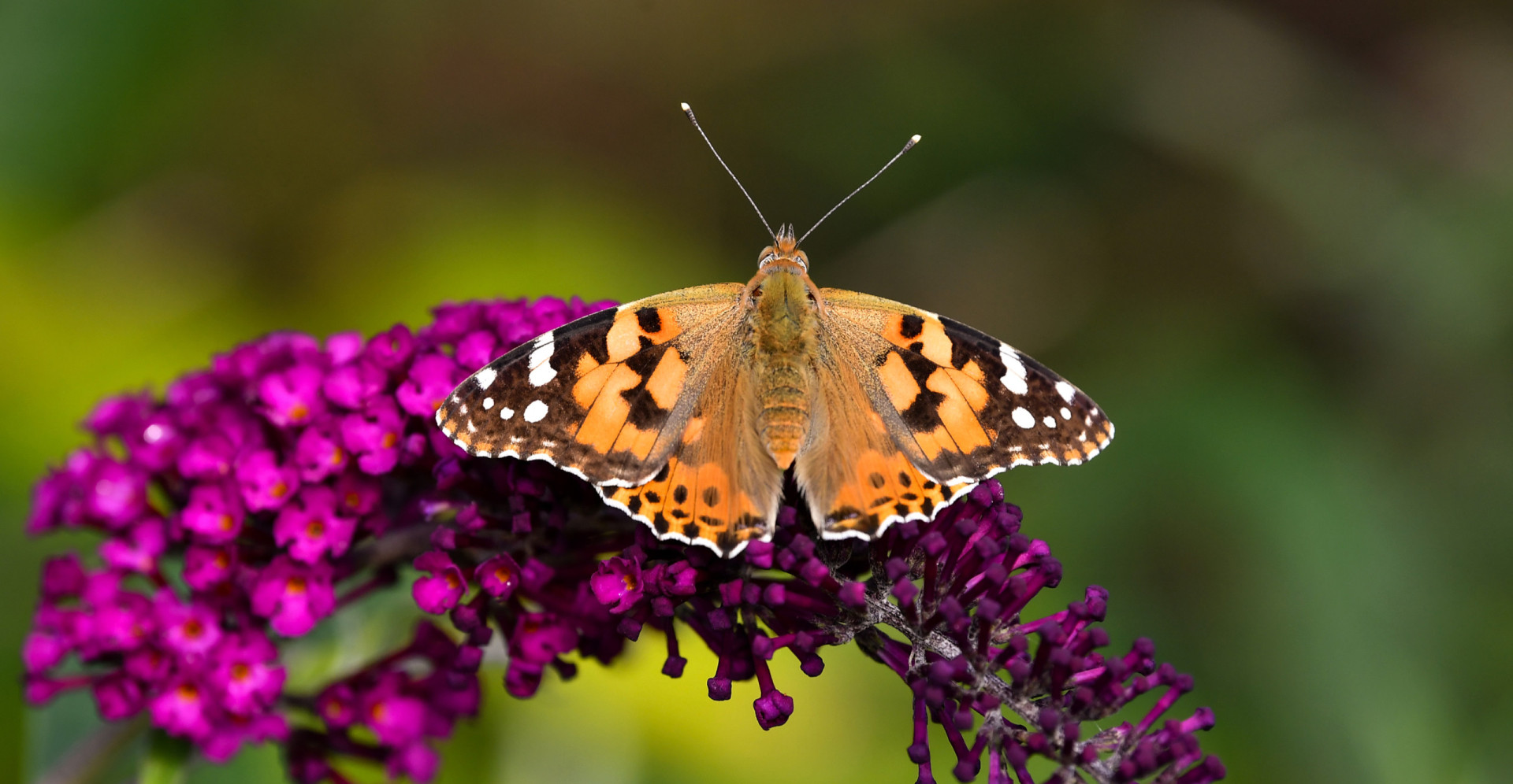 The alarming decline of America's butterflies