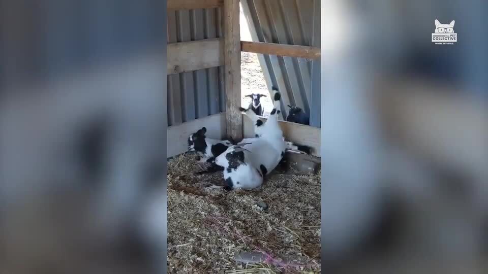 GOATS