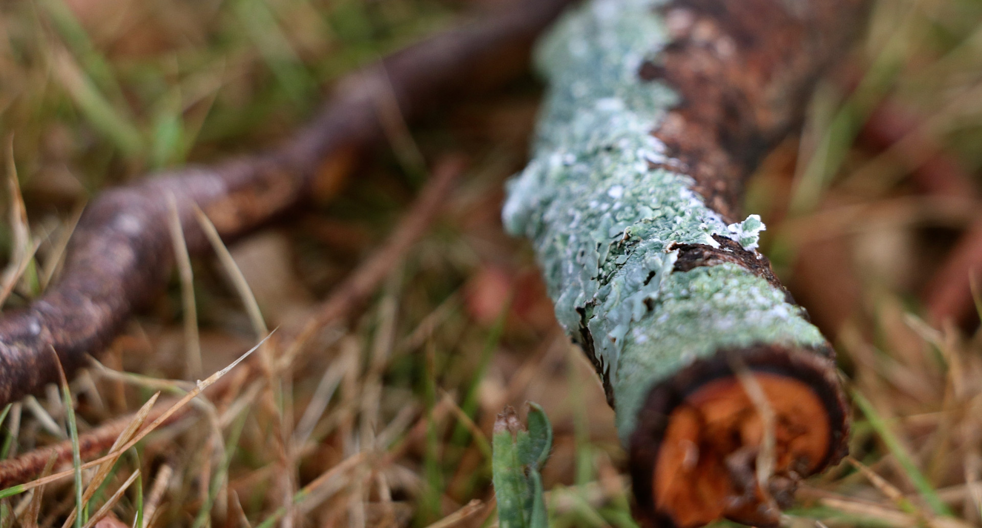 Why the internet is obsessed with sticks