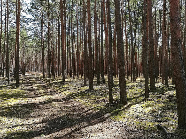 Waldzustand hat sich stabilisiert