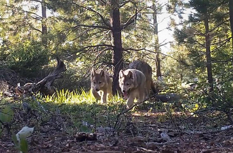 California ‘strike team' aims to keep wolves from attacking cattle on ...