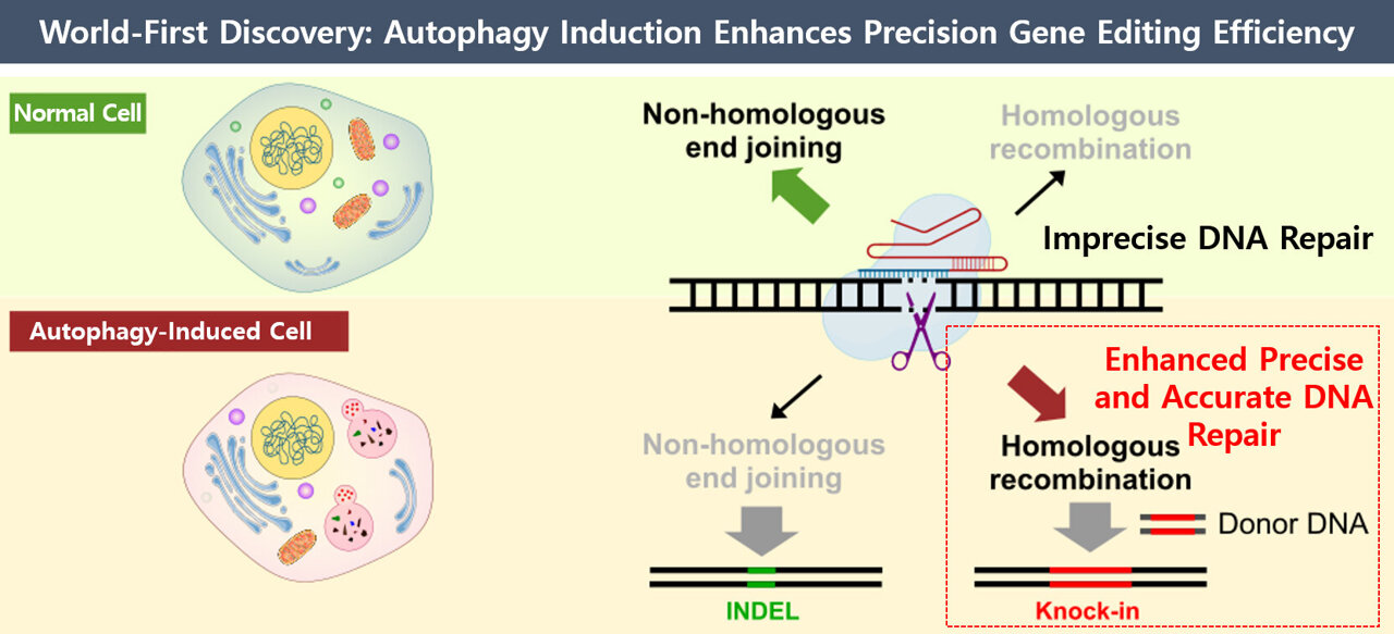 Boosting precision gene editing: Autophagy shifts DNA repair toward ...