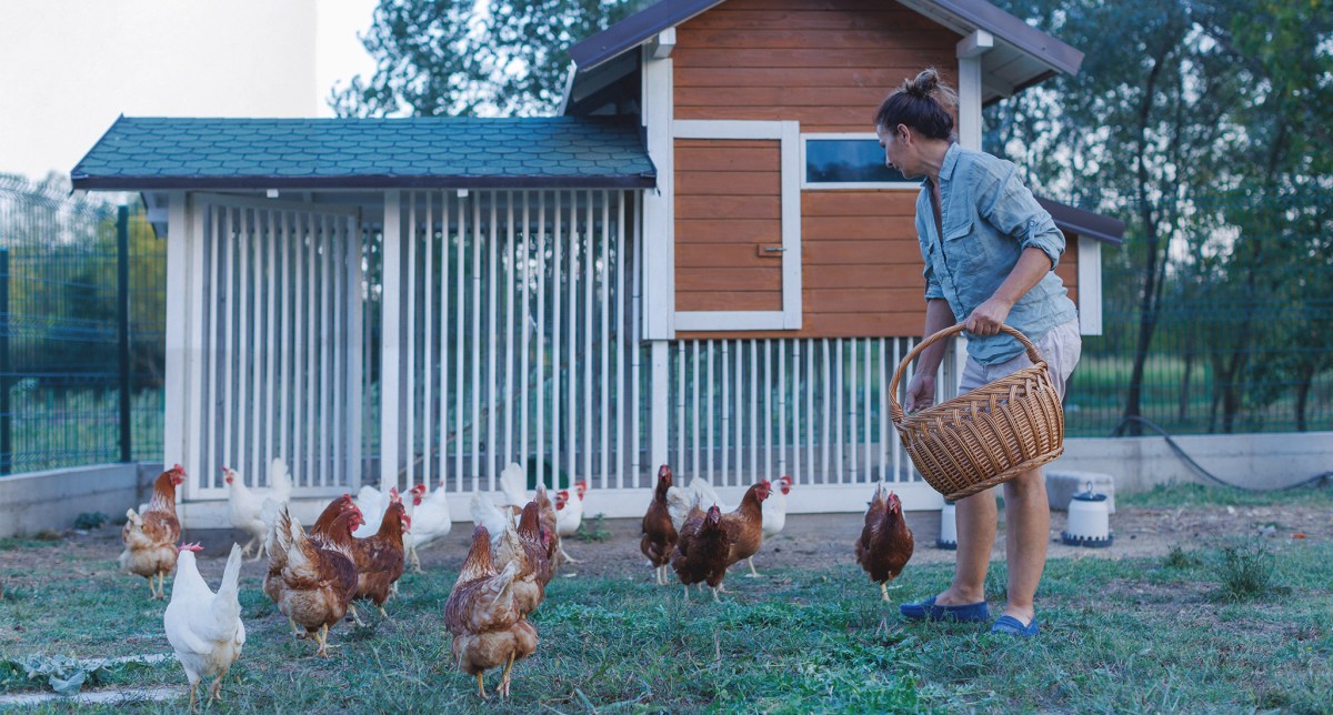 Homestead Core is Trending on TikTok. And It's Making Survival Look ...