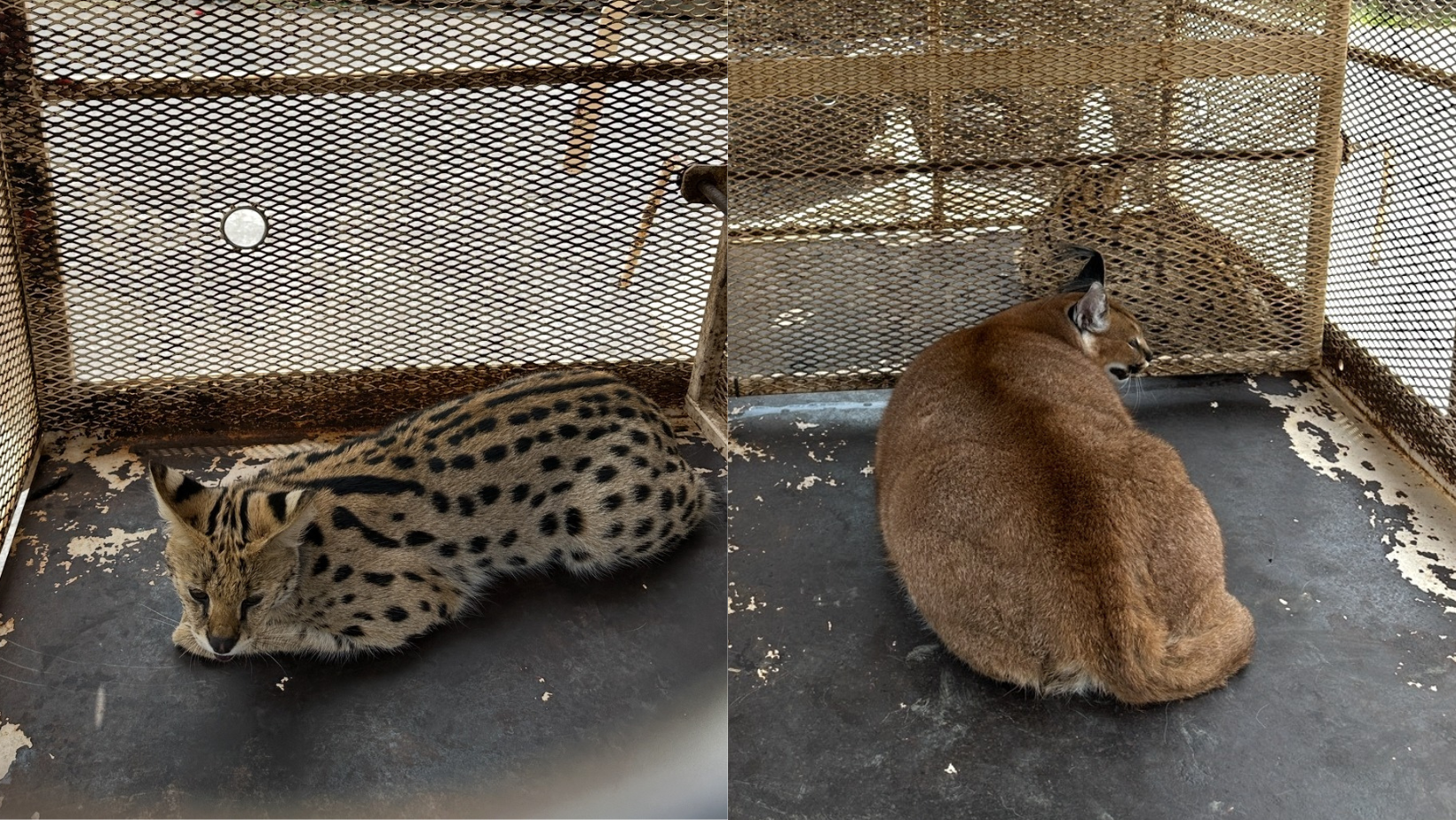 2 African wildcats seized in Pennsylvania drug bust