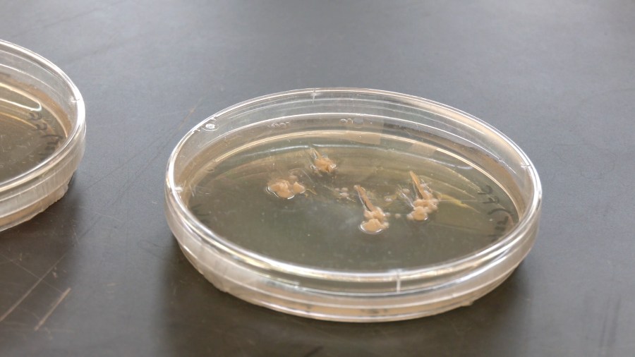 How a WVU student discovered a fungus that could help treat addiction ...