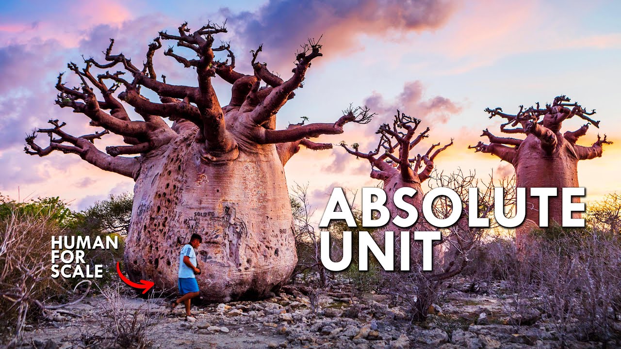 Baobabs: Nature’s Ultimate Water Hoarders