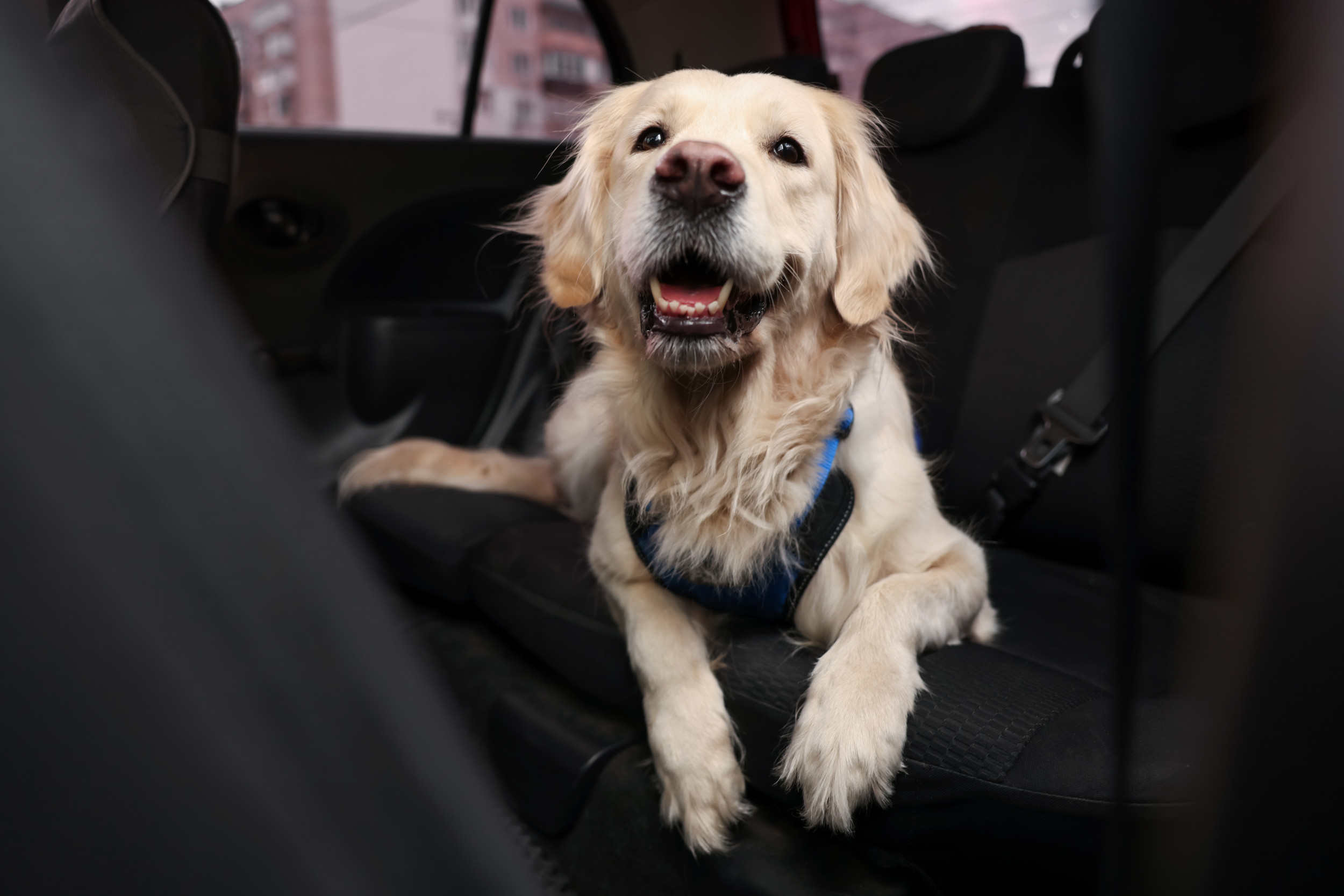 Hysterics as owner forced into backseat of car by "passenger princess" dog