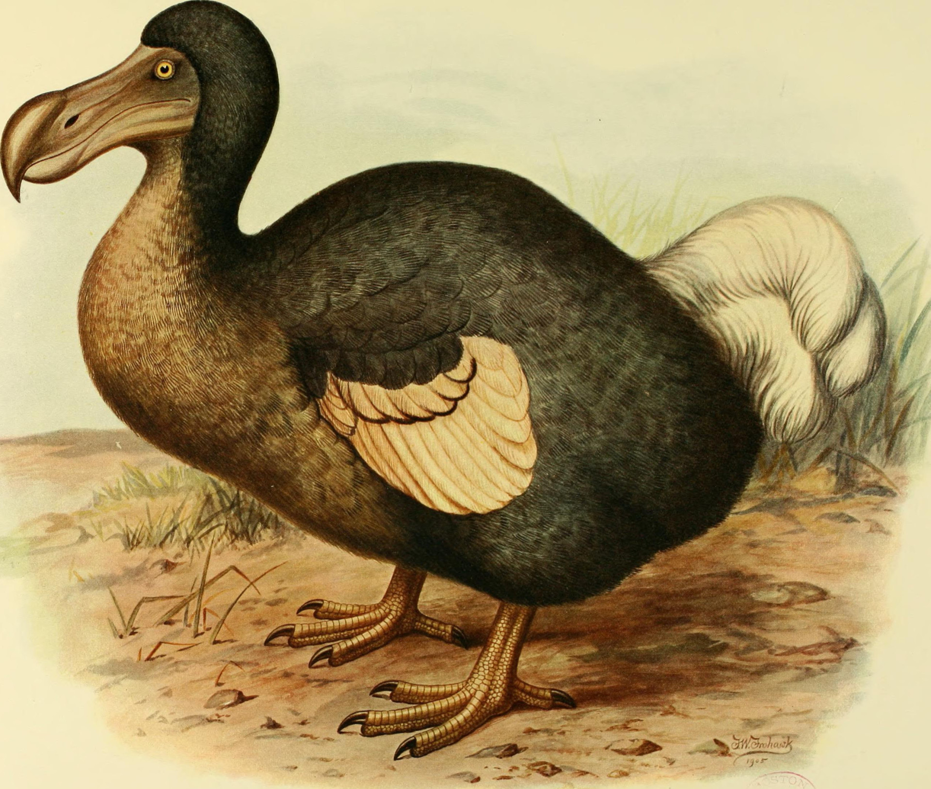 The hidden truth of the dodo bird