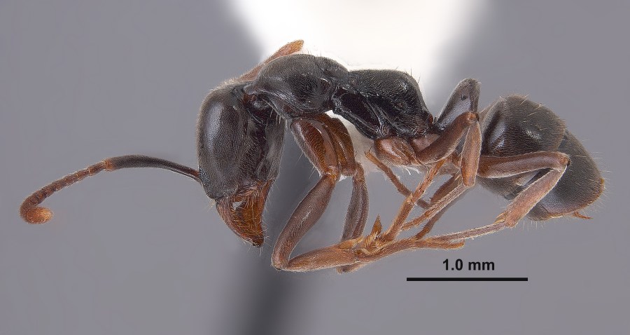 Researchers track expansion of Asian needle ant in Mississippi