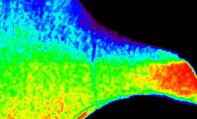 NASA’s CODEX Unveils Shocking Secrets of the Sun’s Explosive Outer ...