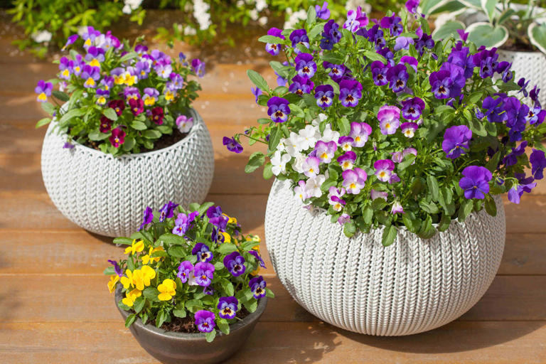 11 container flower mistakes that are ruining your blooms