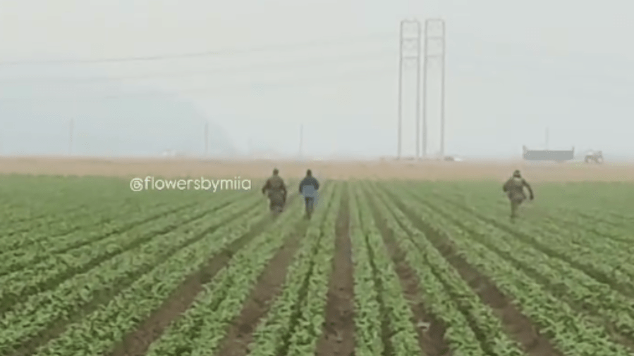Homeland Security agents chase worker through crop field in Oxnard