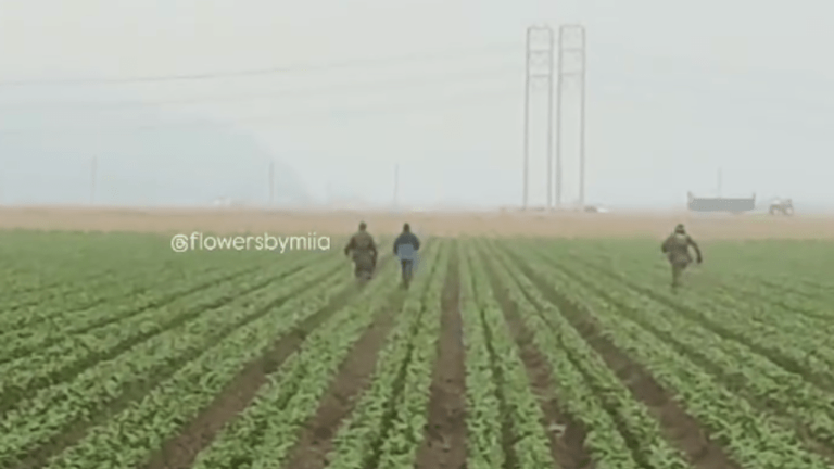 Homeland Security agents chase worker through crop field in Oxnard