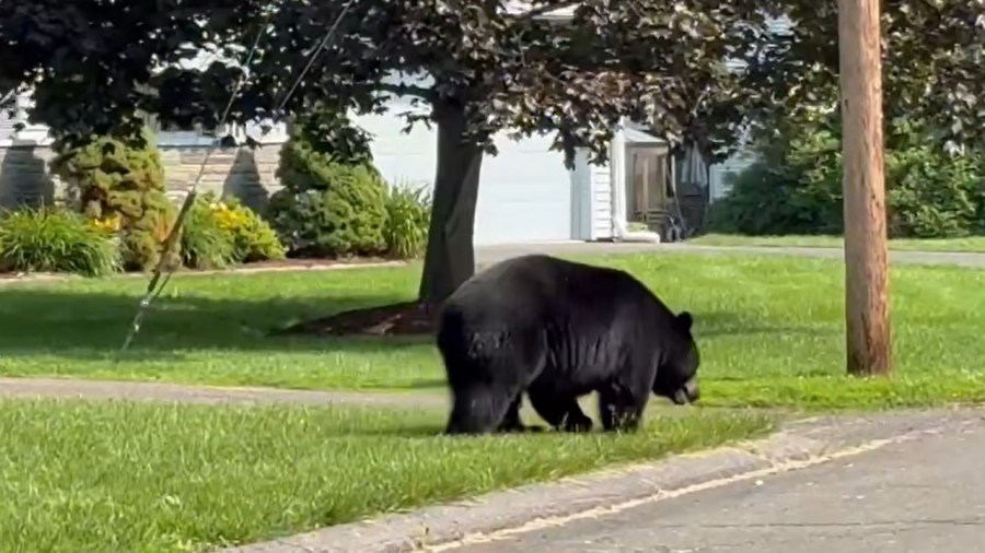 Which Connecticut town has had the most bear sightings in 2025 so far?