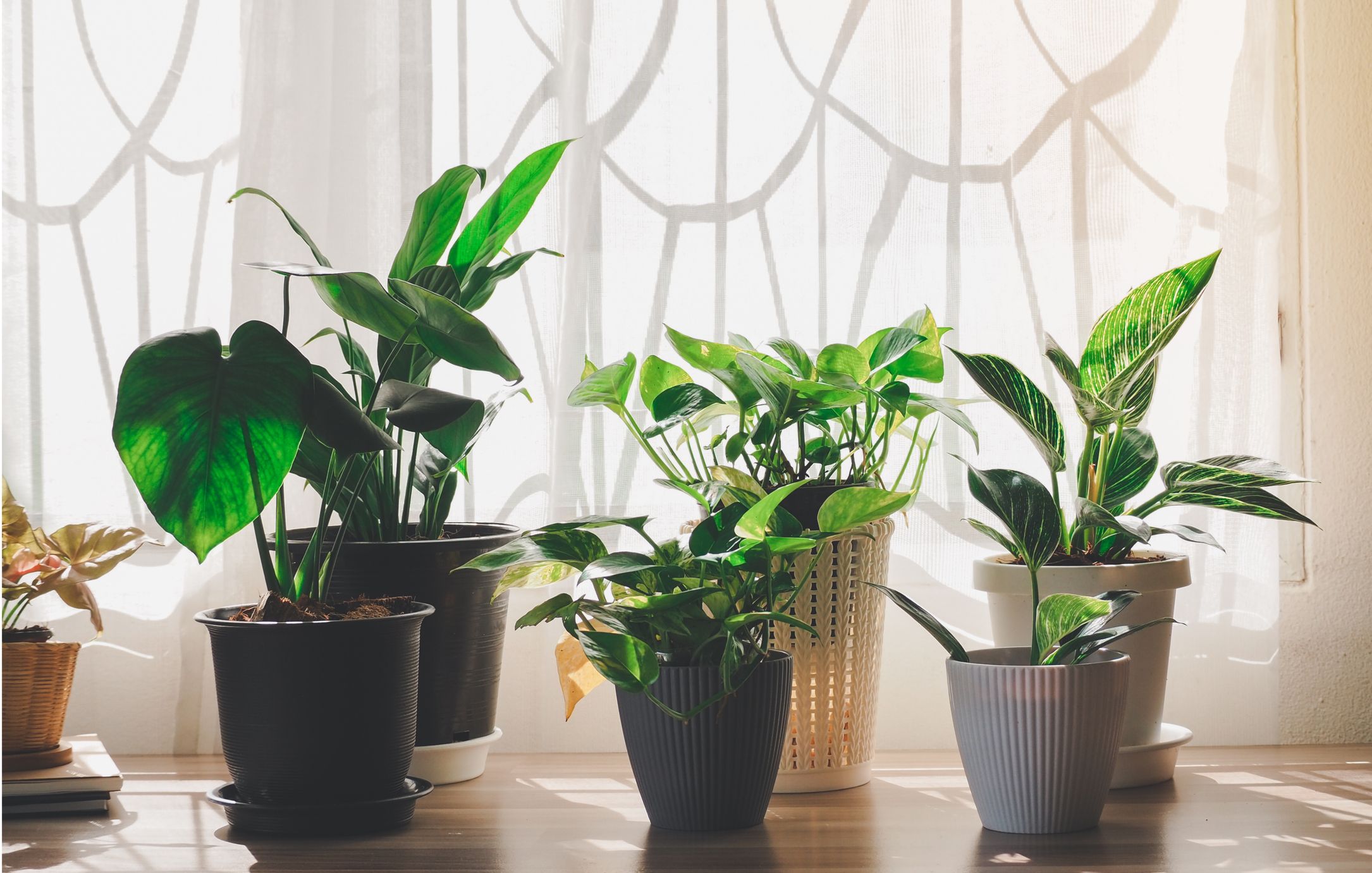 These Low-Light Plants Will Brighten Up Your Home—Little Sunlight Required