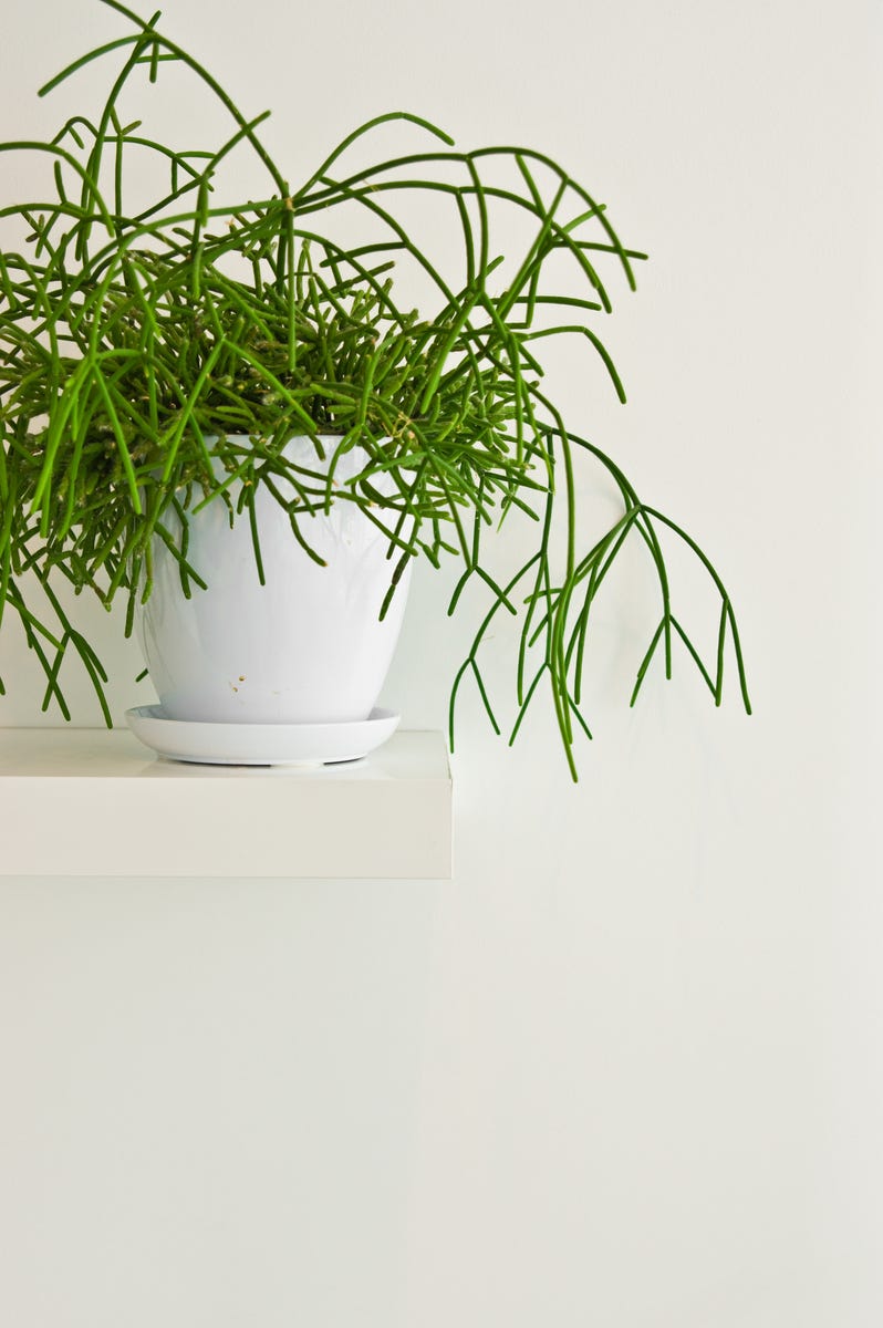 These Low-Light Plants Will Brighten Up Your Home—Little Sunlight Required