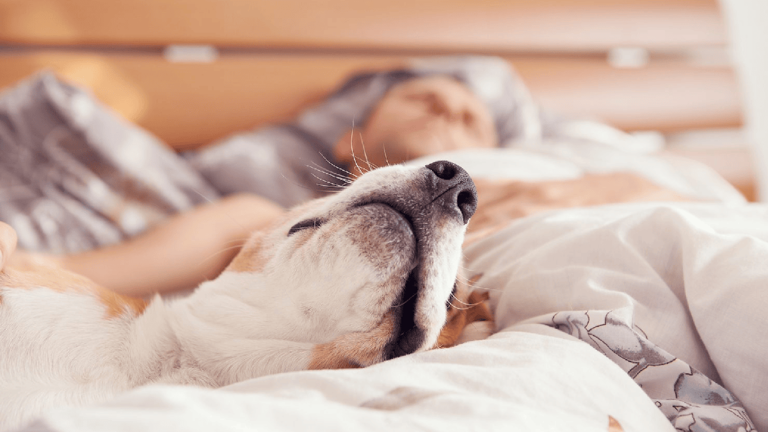 Should Your Furry Friend Sleep in Your Bed? Decoding the Great Doggy ...
