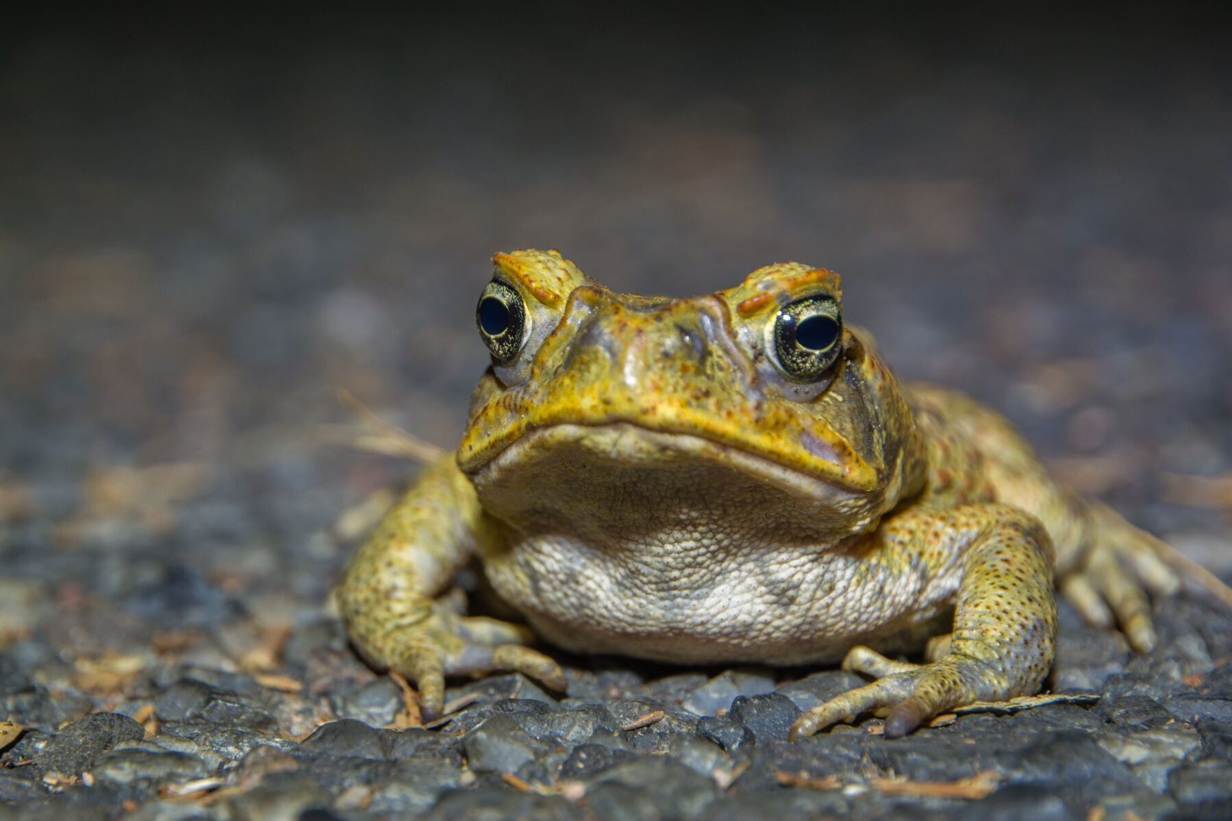 The most invasive species in North America