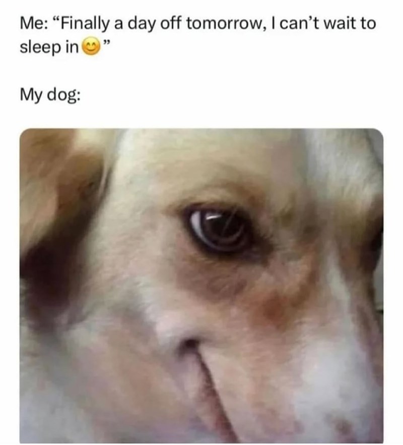 25 Memes of Derpy Doggos to Distract You Until Friday