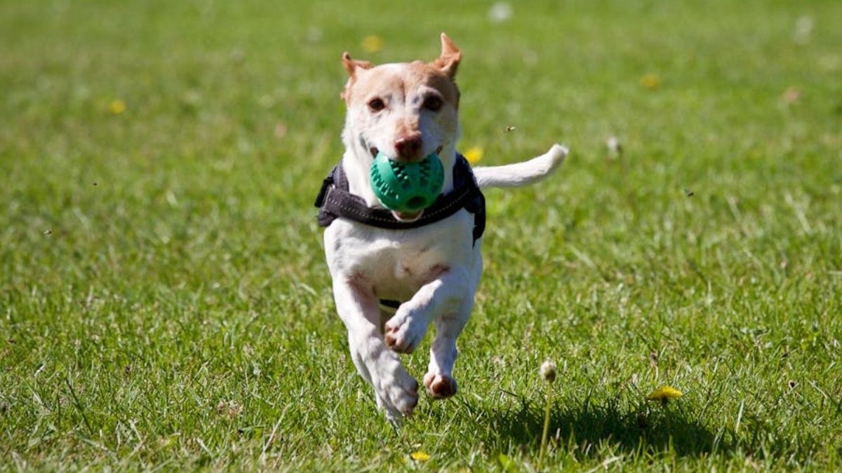 6 signs your dog needs more exercise