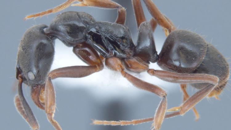 UGA sounds warning on invasive ant with a venomous sting taking over ...