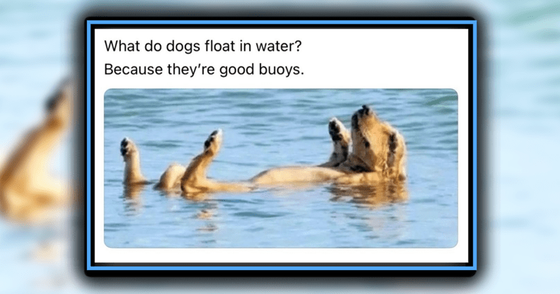 25 Memes of Derpy Doggos to Distract You Until Friday