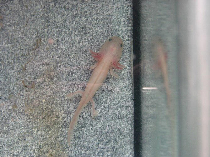 Axolotls' Regenerative Abilities Could Teach Scientists a Thing or Two ...