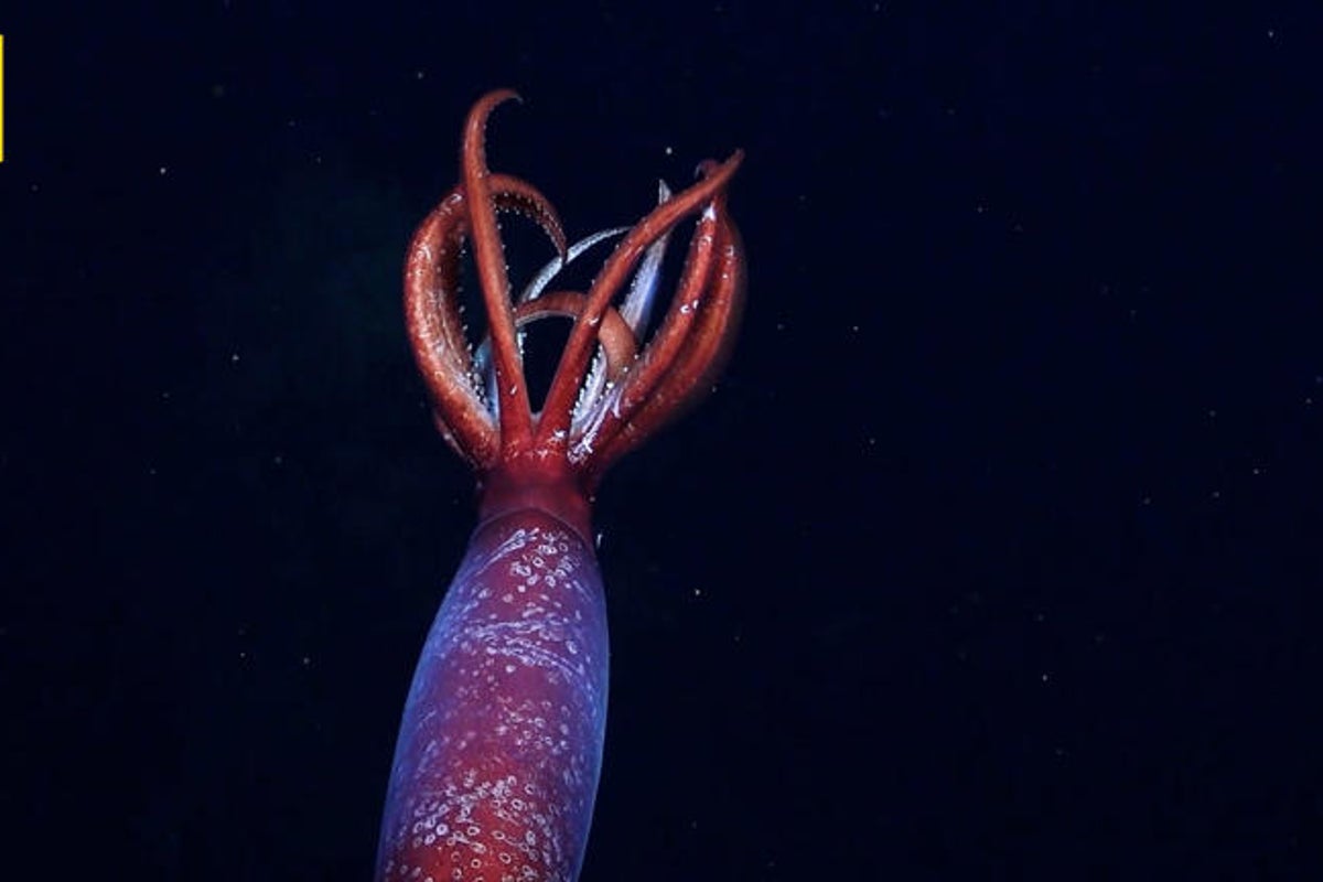 Rare squid captured on camera for first time ever