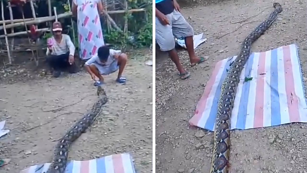 Residents capture massive 24ft python in Indonesia village