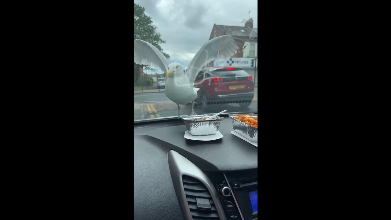 Seagull Sees Food and Pecks Windshield