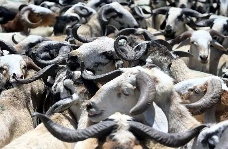 40 sheep electrocuted in Peddapalli
