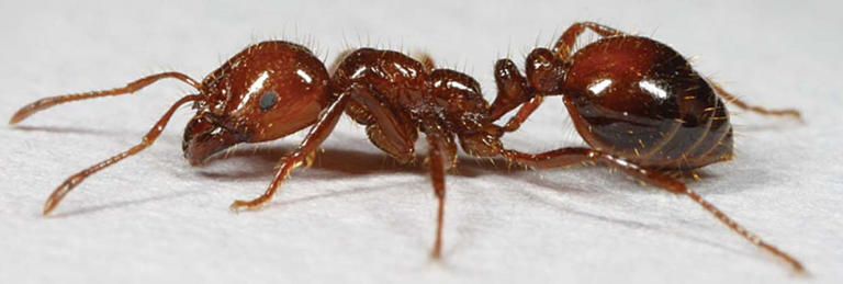 Fire ant quarantine zone expands to Tri-Cities as invasive pests spread ...
