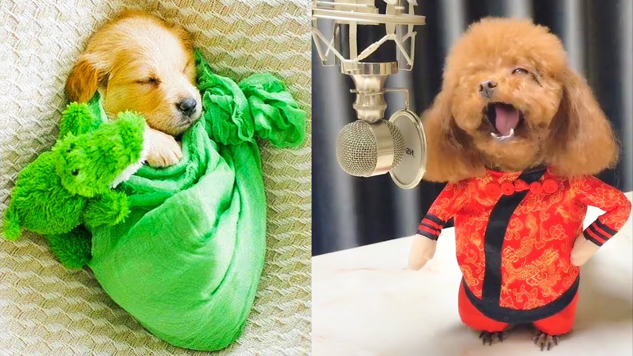 Funny Puppy Antics That Make You Laugh and Melt | Funny Animal Video 🐶🎬