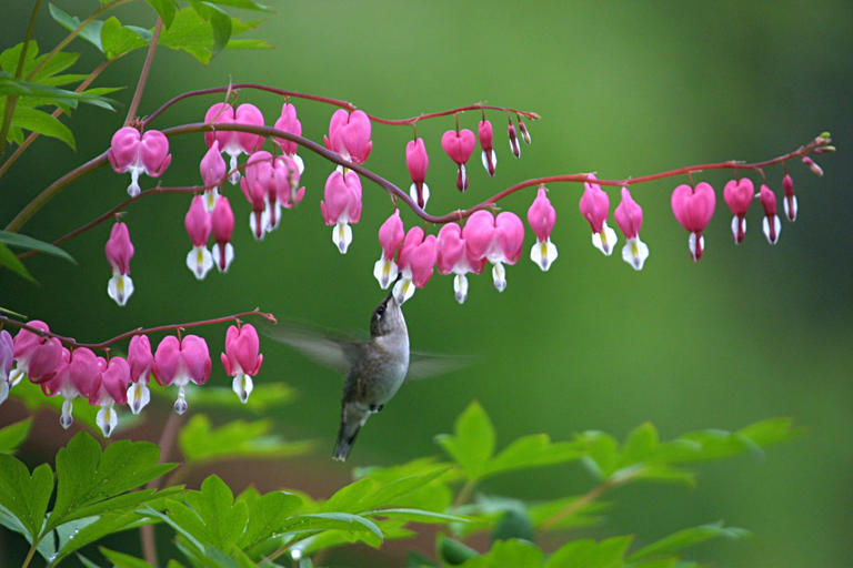25+ flowers that will make hummingbirds regular guests in your garden