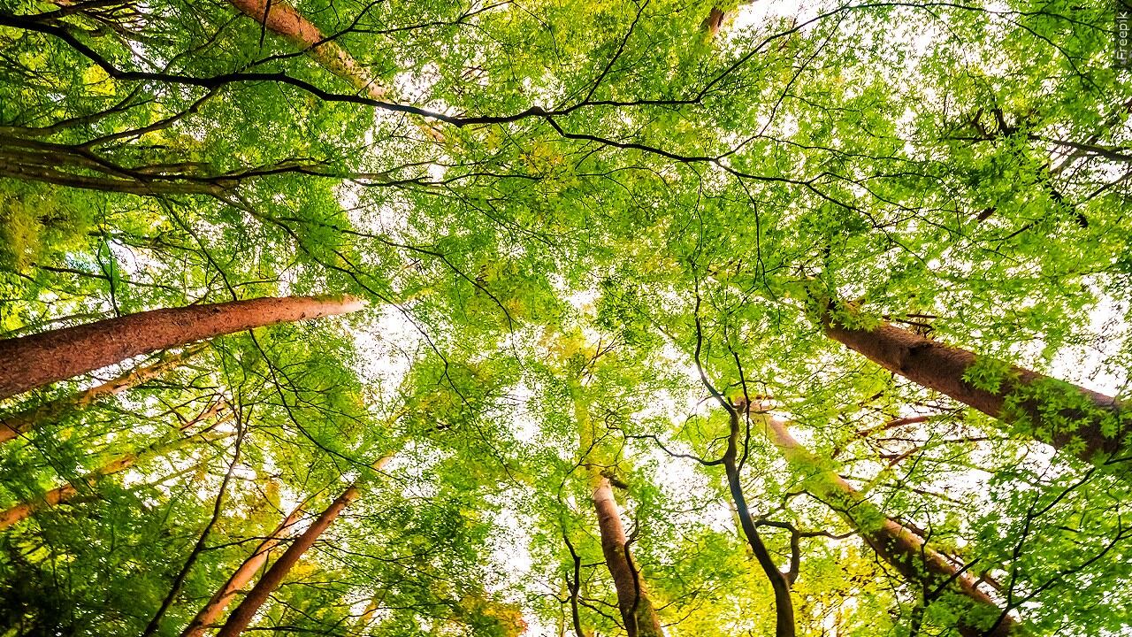 Greenfield planting over 70 trees as part of state’s Cool Corridors program