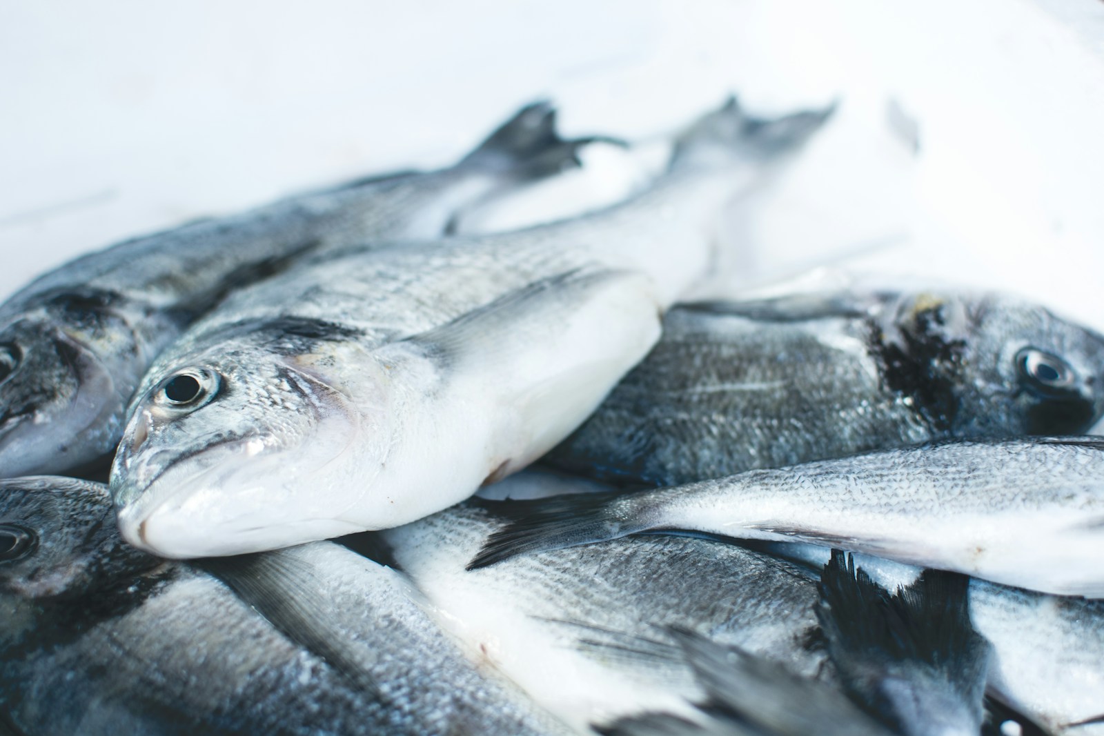 Experts say fish pain is real – and slaughter must change