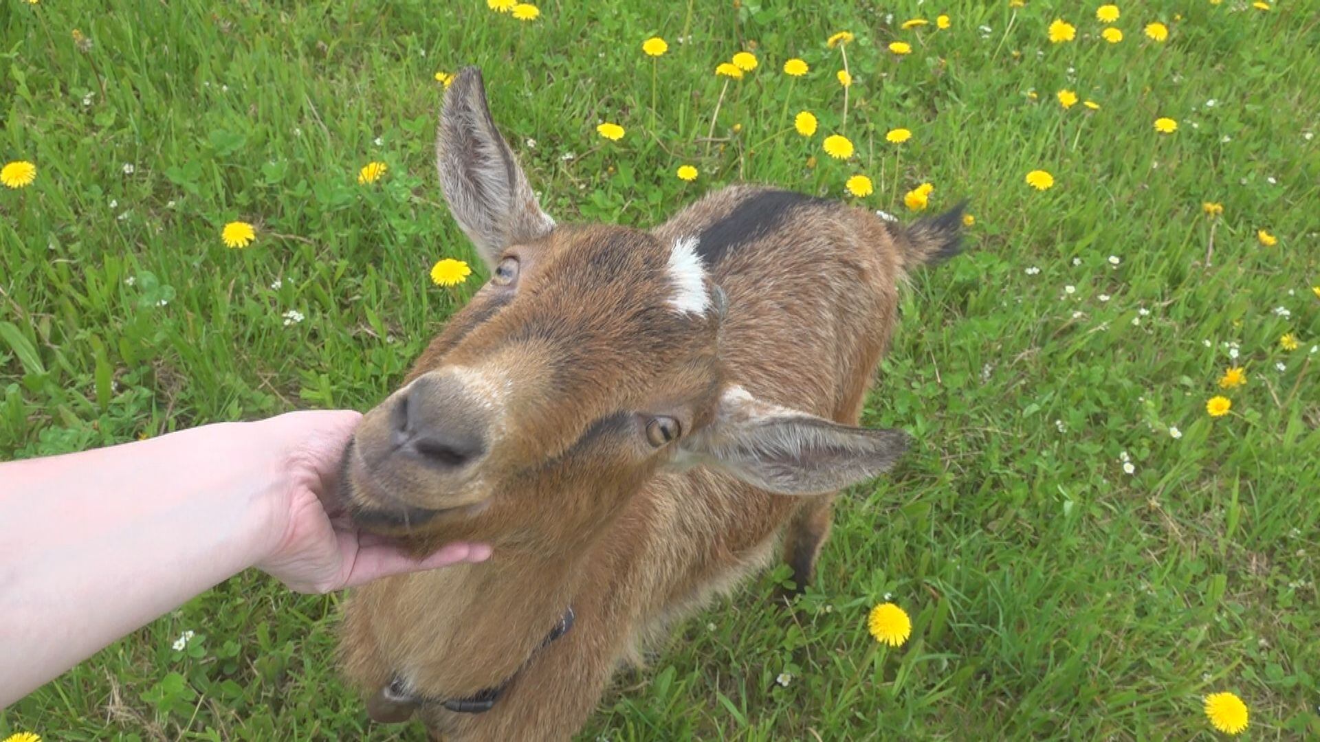 Healing Hooves: How Goat Walks Are Transforming Mental Wellness