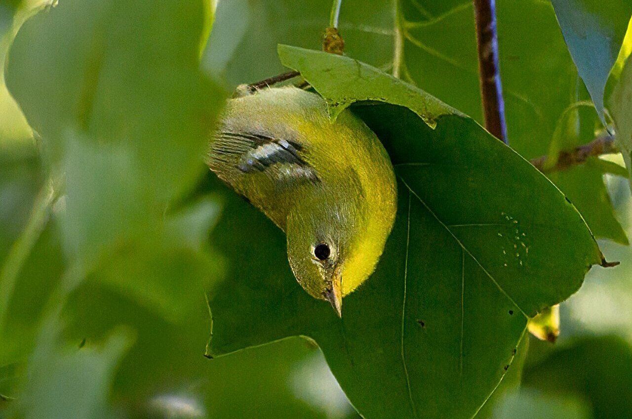 What's in a name? New research catalogs how birds are categorized by ...